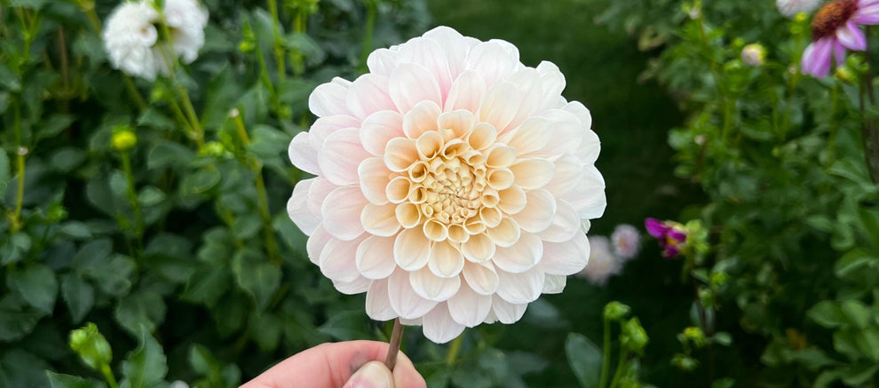 Sweet Natalie – Bumbleebee Dahlias