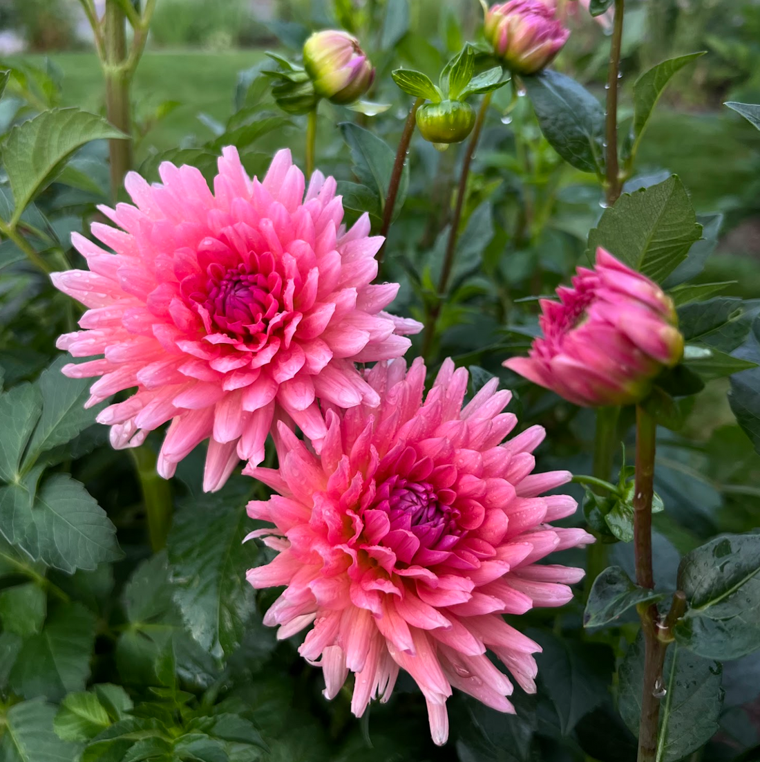 Bumbleebee Dahlias